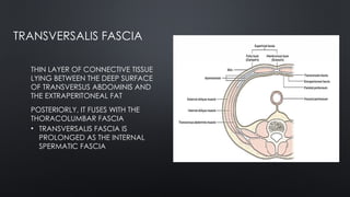 Anterior abdominal wall and it's anatomy.pptx