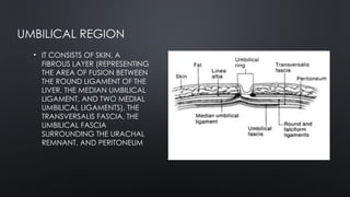 Anterior abdominal wall and it's anatomy.pptx
