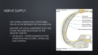 Anterior abdominal wall and it's anatomy.pptx