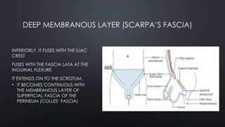 Anterior abdominal wall and it's anatomy.pptx