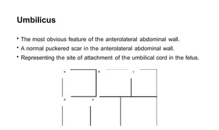 A brief review of Anterior Abdominal Wall.pptx