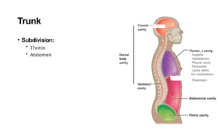 A brief review of Anterior Abdominal Wall.pptx