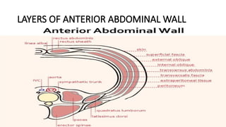 ANTERIOR ABDOMINAL WALL.pptx,DR.MITHU PAUL,ASST PROFESSOR,MMC | PPTX