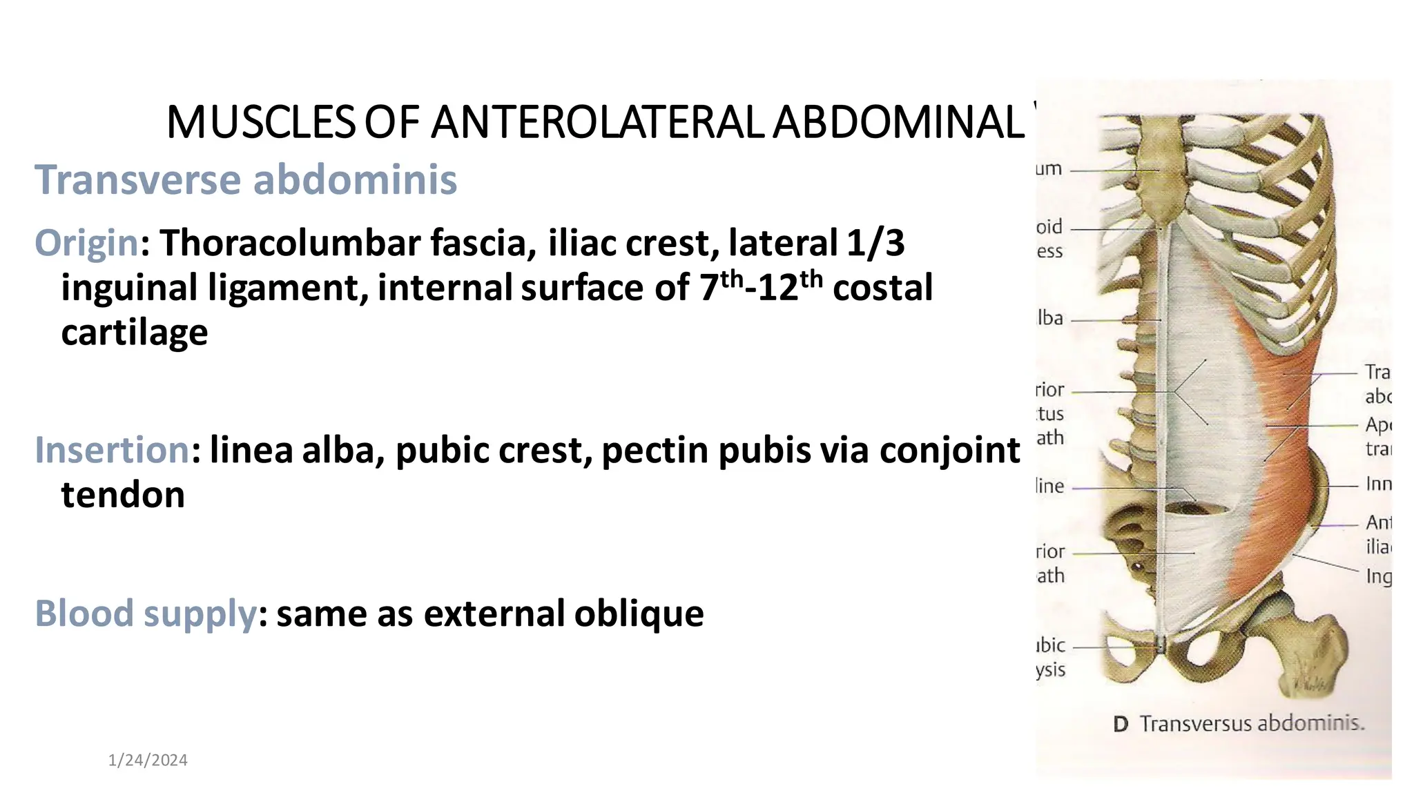 Anterior Abdominal Wall and it's vasculature 2024.pdf