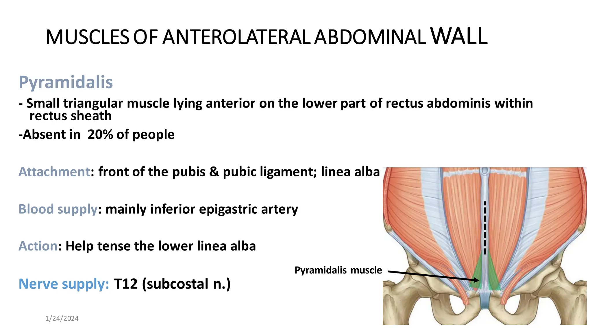Anterior Abdominal Wall and it's vasculature 2024.pdf