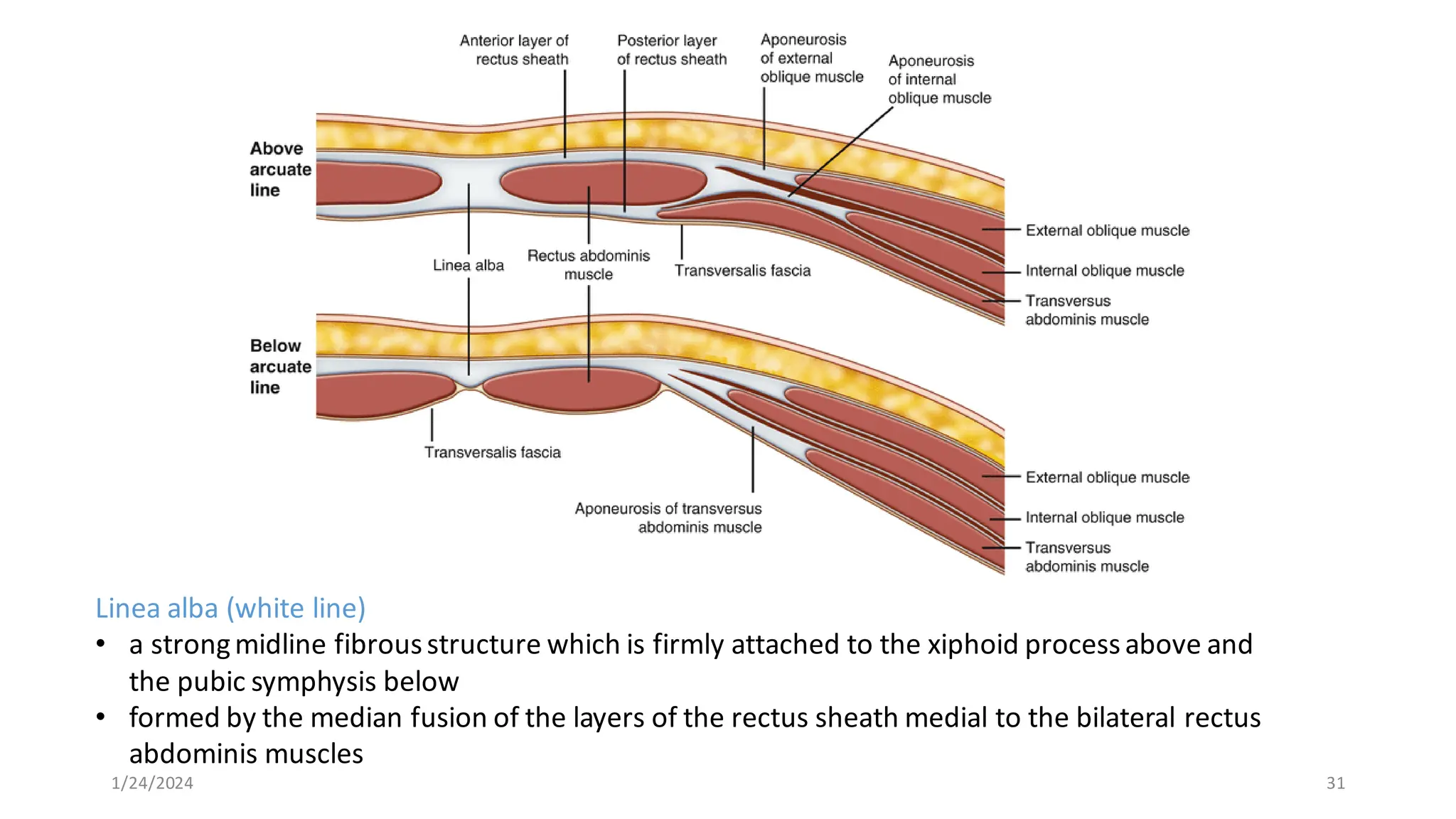 Anterior Abdominal Wall and it's vasculature 2024.pdf