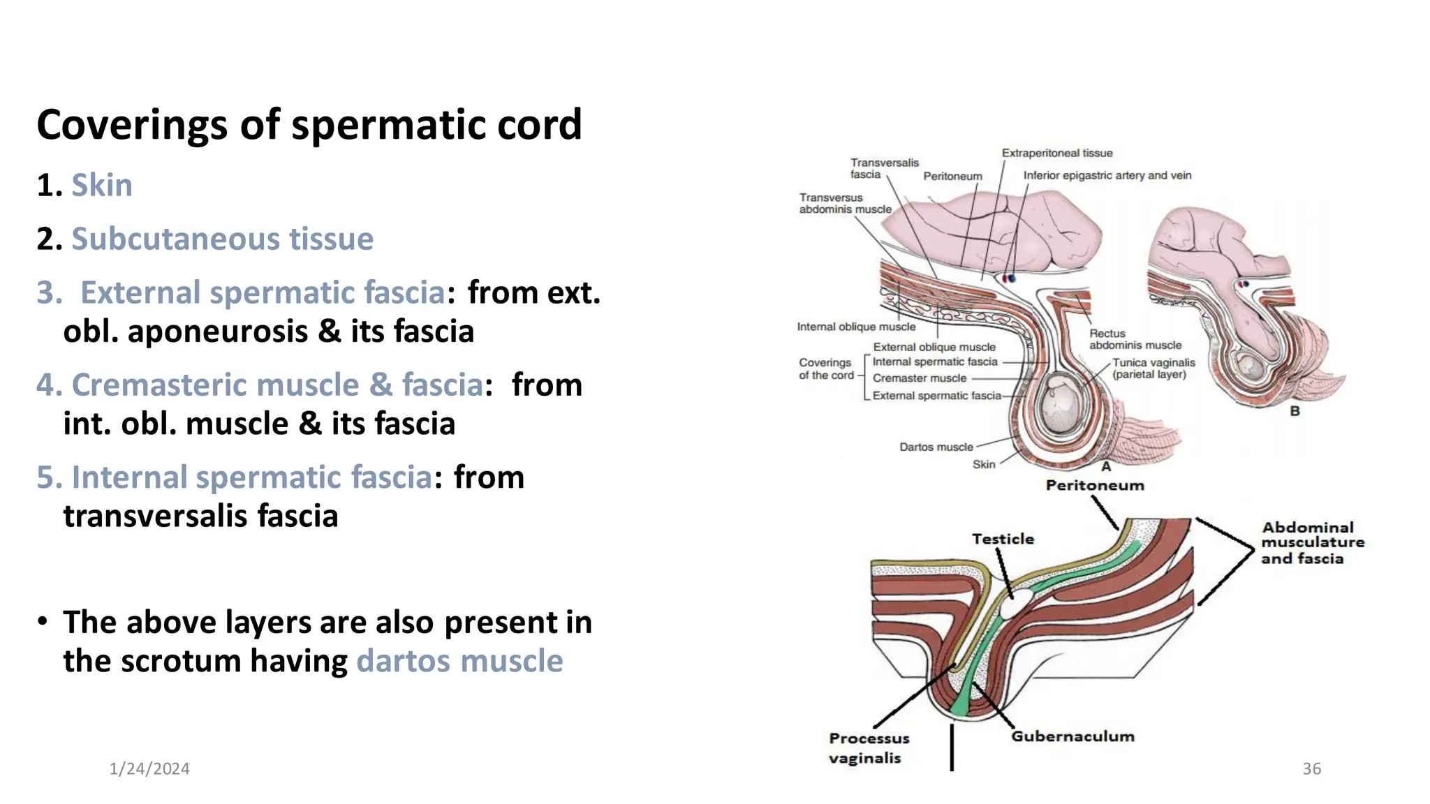 Anterior Abdominal Wall and it's vasculature 2024.pdf