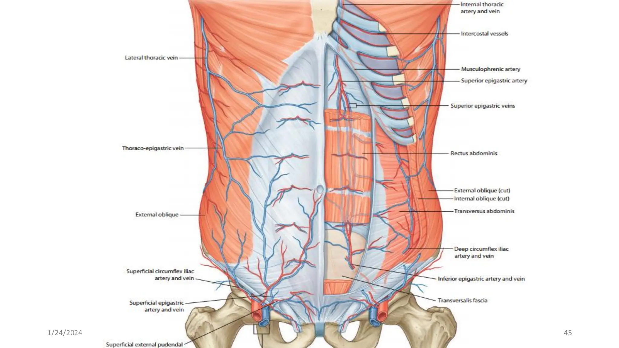 Anterior Abdominal Wall and it's vasculature 2024.pdf