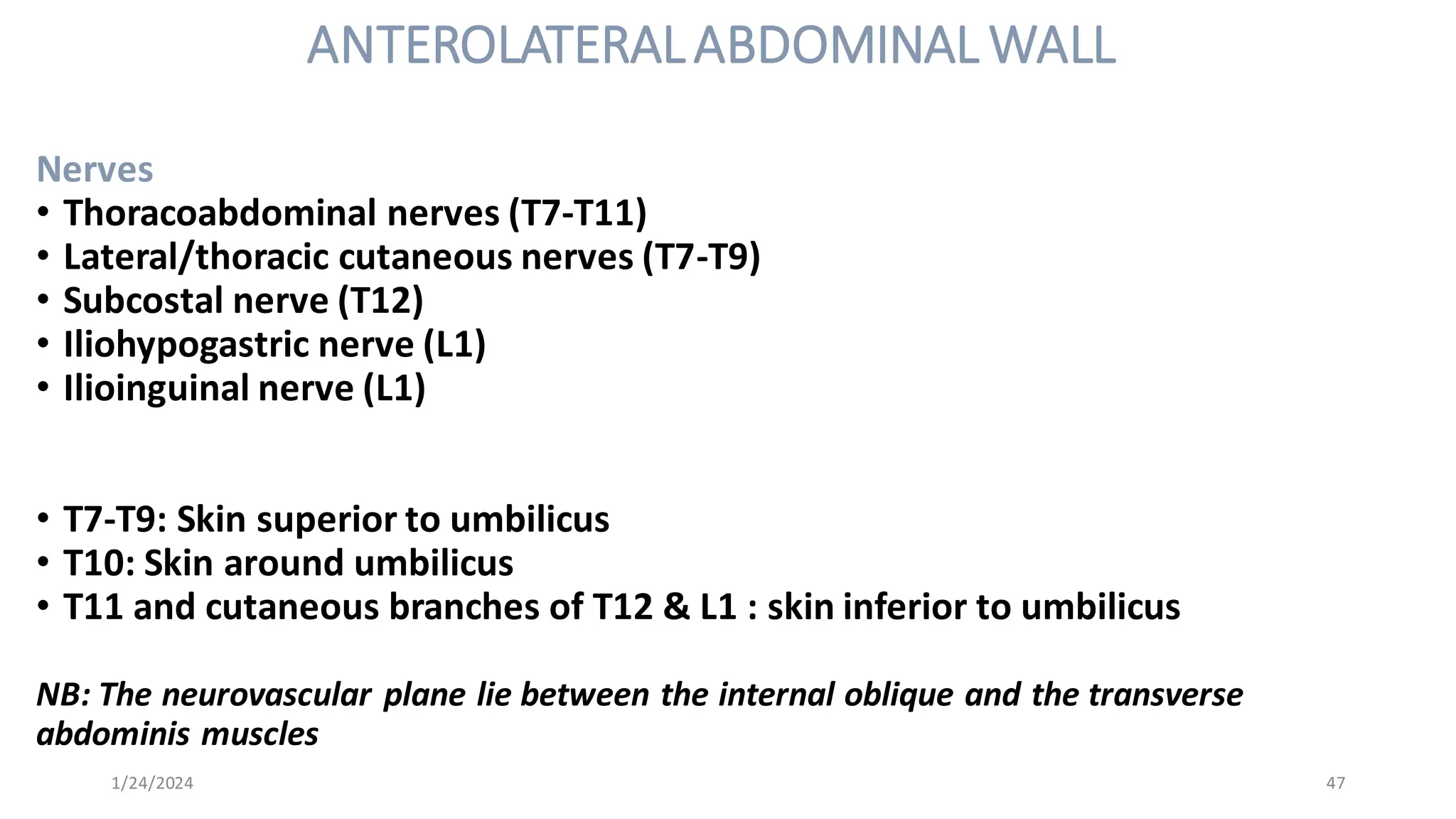 Anterior Abdominal Wall and it's vasculature 2024.pdf