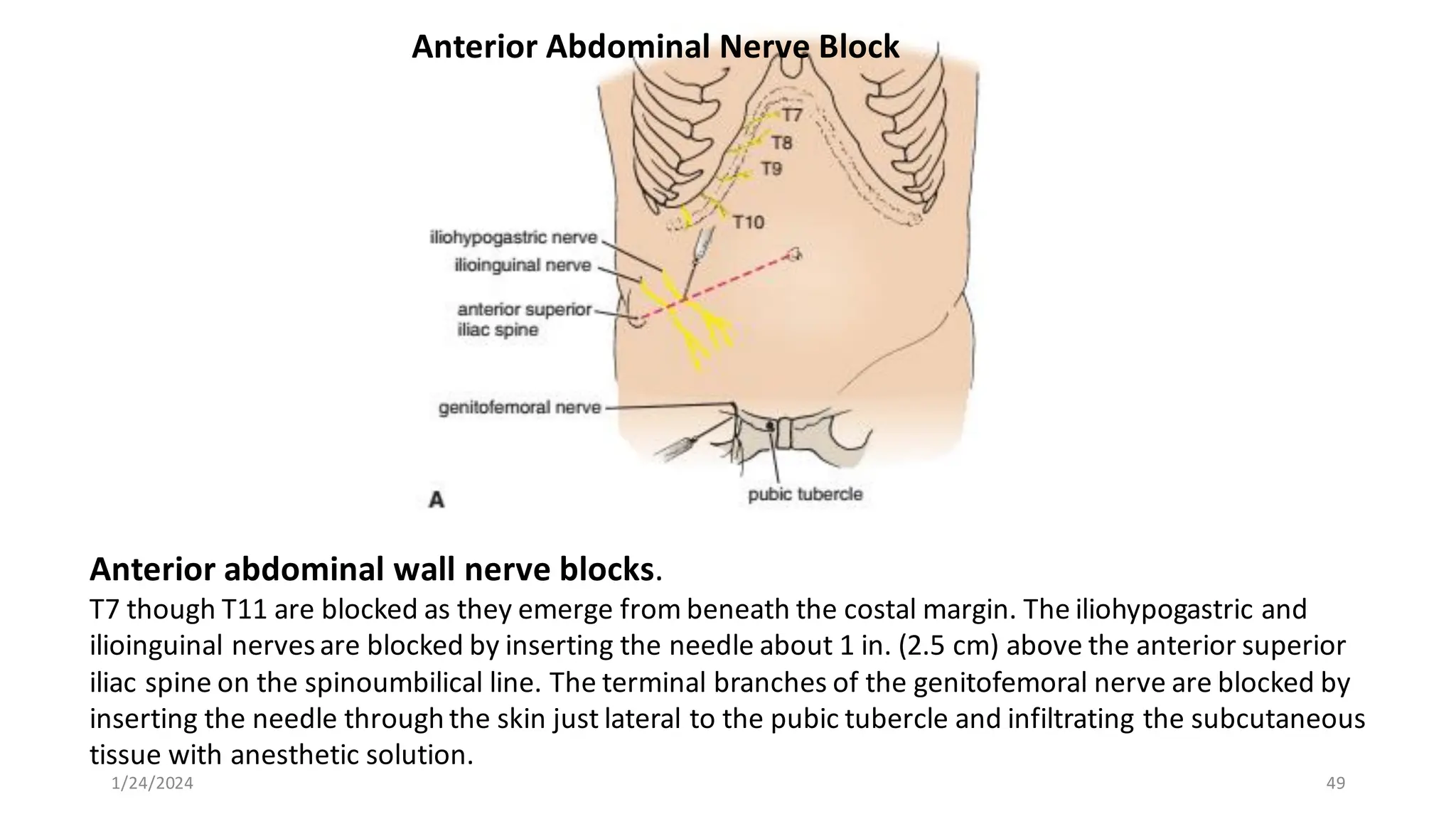 Anterior Abdominal Wall and it's vasculature 2024.pdf