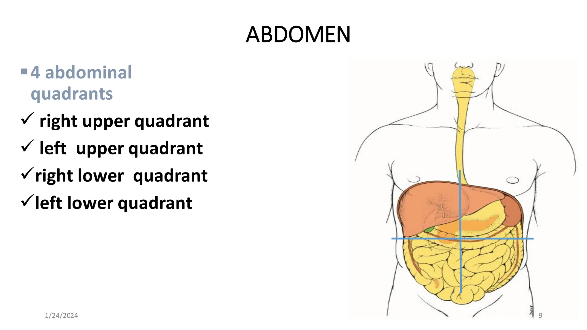 Anterior Abdominal Wall and it's vasculature 2024.pdf
