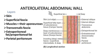 Anterior Abdominal Wall and it's vasculature 2024.pdf