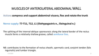 Anterior Abdominal Wall and it's vasculature 2024.pdf