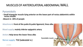 Anterior Abdominal Wall and it's vasculature 2024.pdf