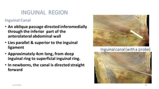 Anterior Abdominal Wall and it's vasculature 2024.pdf