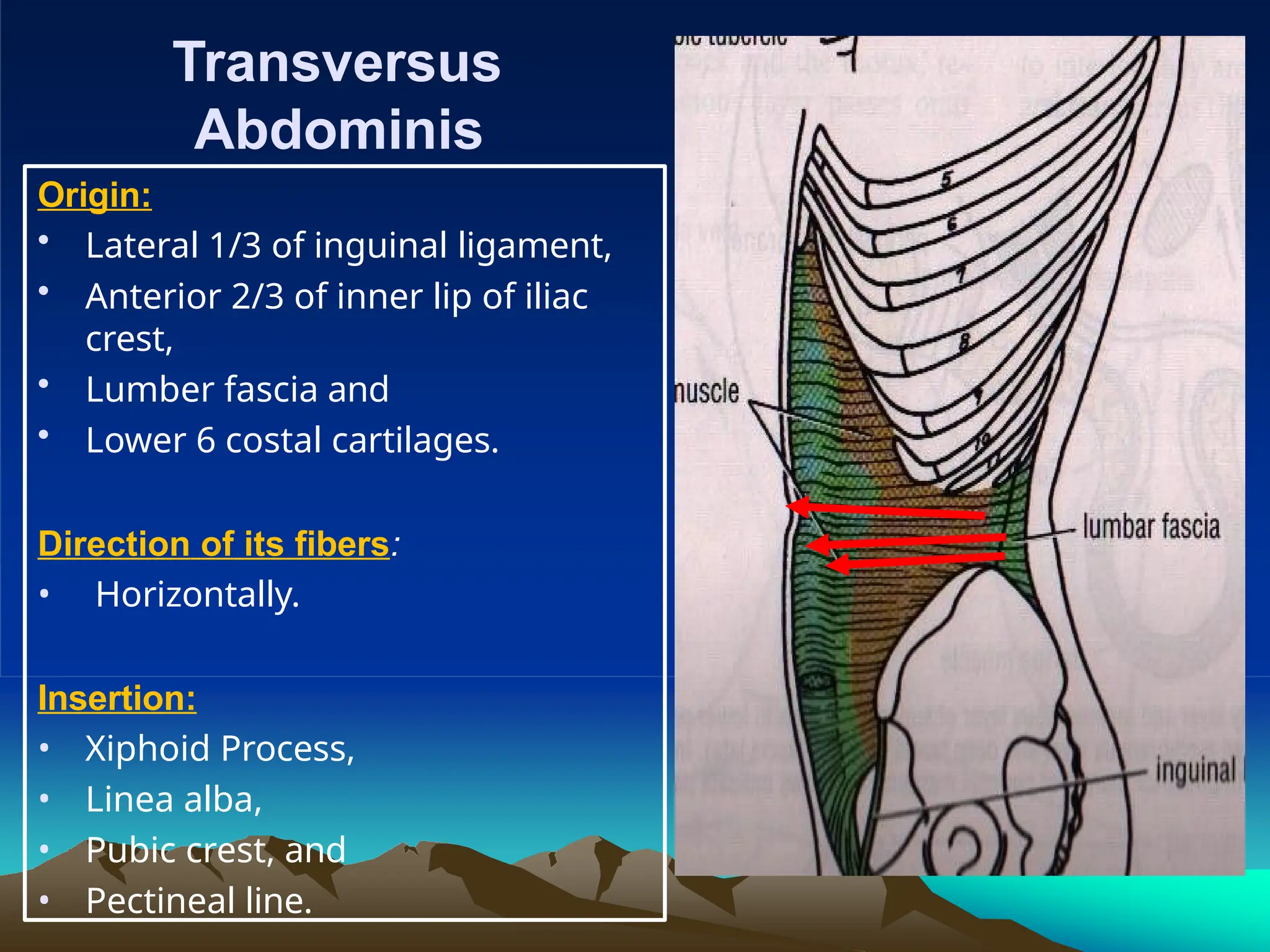Anterior abdominal wall and hernias 2016.pptx