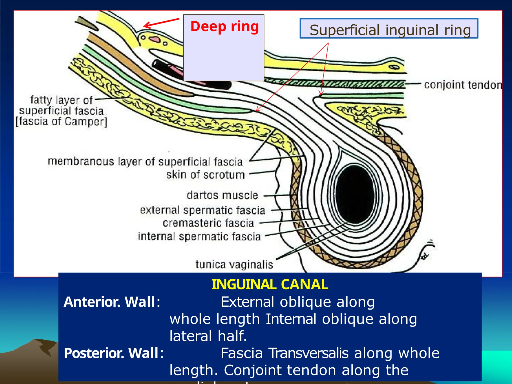 Anterior abdominal wall and hernias 2016.pptx