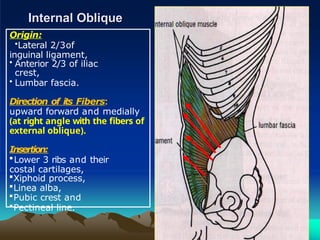 Anterior abdominal wall and hernias 2016.pptx