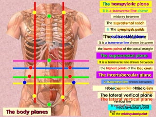 Anterior abdominal wall and hernias 2016.pptx