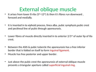 ANTERIOR ABDOMINAL WALL AND IT’S BLOOD SUPPLY.pptx