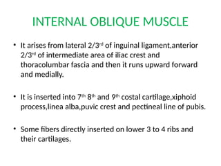 ANTERIOR ABDOMINAL WALL AND IT’S BLOOD SUPPLY.pptx