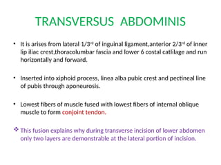 ANTERIOR ABDOMINAL WALL AND IT’S BLOOD SUPPLY.pptx