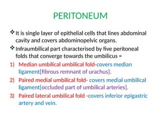 ANTERIOR ABDOMINAL WALL AND IT’S BLOOD SUPPLY.pptx