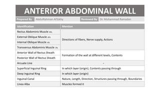 Anterior abdominal wall lab summary | PDF