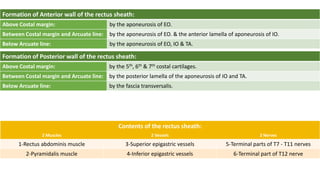 Anterior abdominal wall lab summary | PPT
