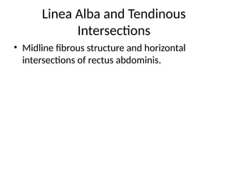 Anterior_Abdominal_Wall_Muscles_20_Slides.pptx
