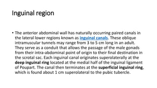 Anterior abdominal wall , Rectus sheath and Inguinal.pptx