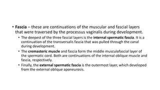 Anterior abdominal wall , Rectus sheath and Inguinal.pptx