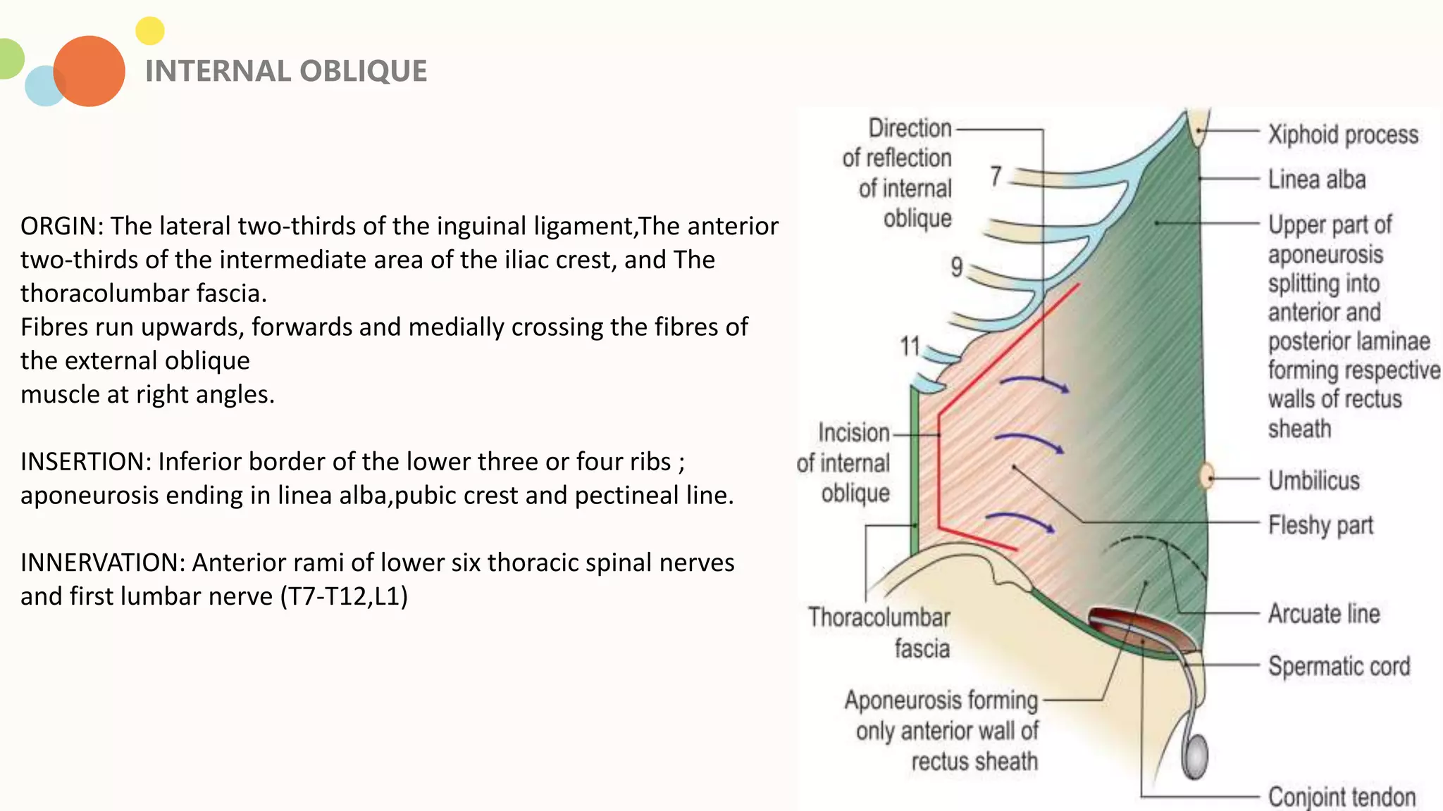 ANTERIOR ABDOMONAL WALL AND INGUINAL REGION.pptx