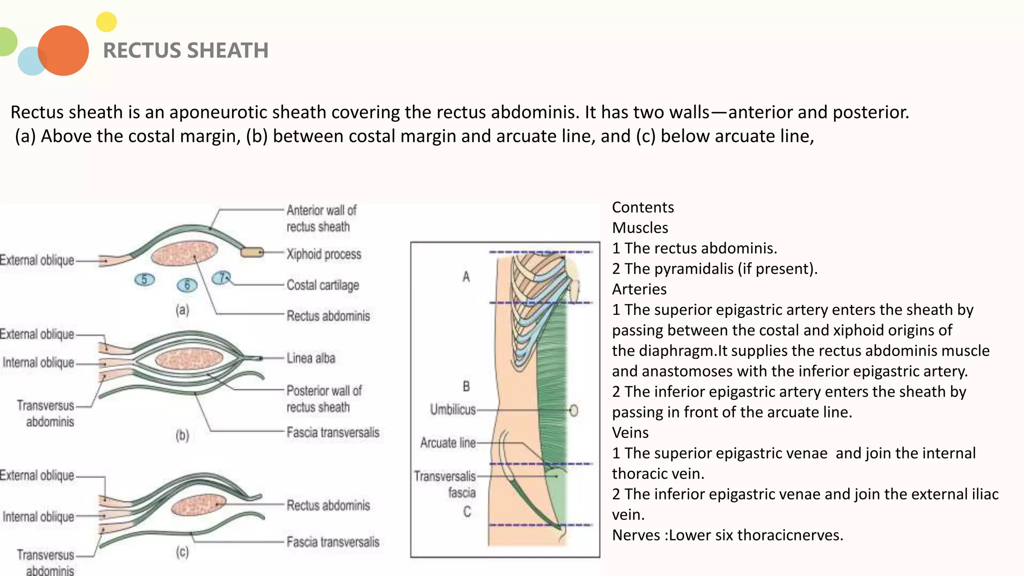 ANTERIOR ABDOMONAL WALL AND INGUINAL REGION.pptx