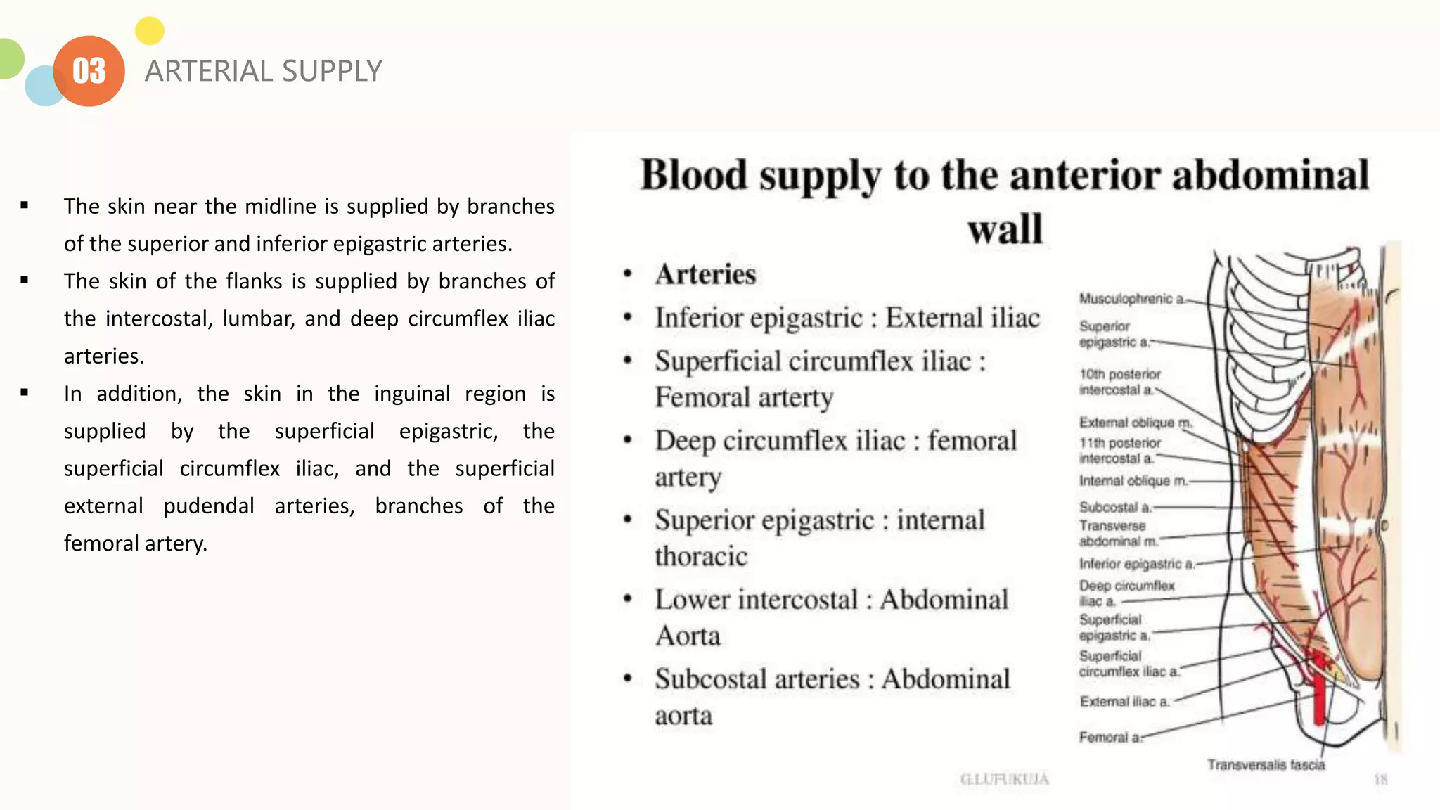 ANTERIOR ABDOMONAL WALL AND INGUINAL REGION.pptx