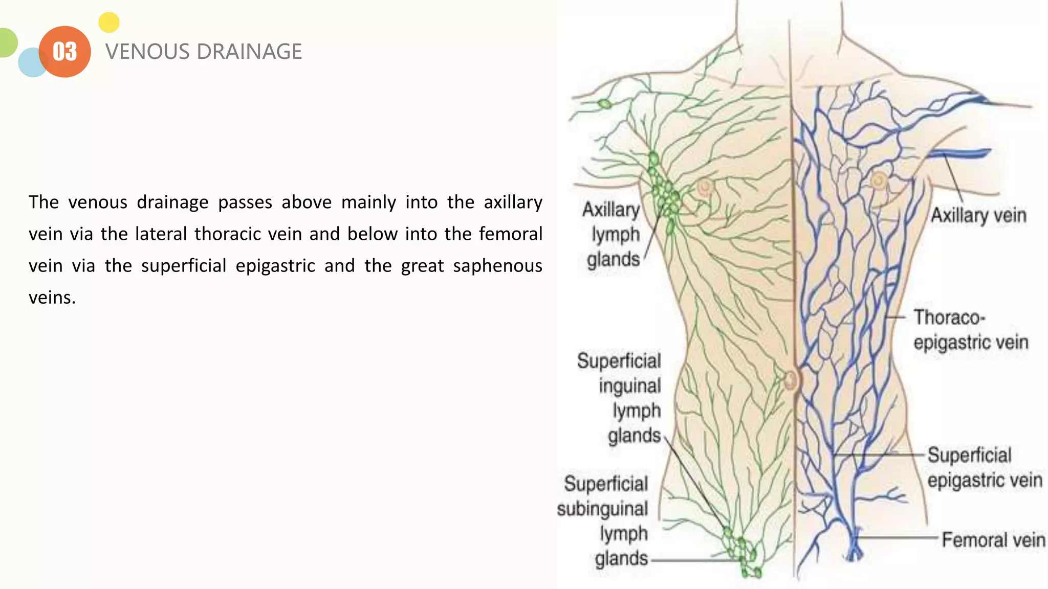 ANTERIOR ABDOMONAL WALL AND INGUINAL REGION.pptx