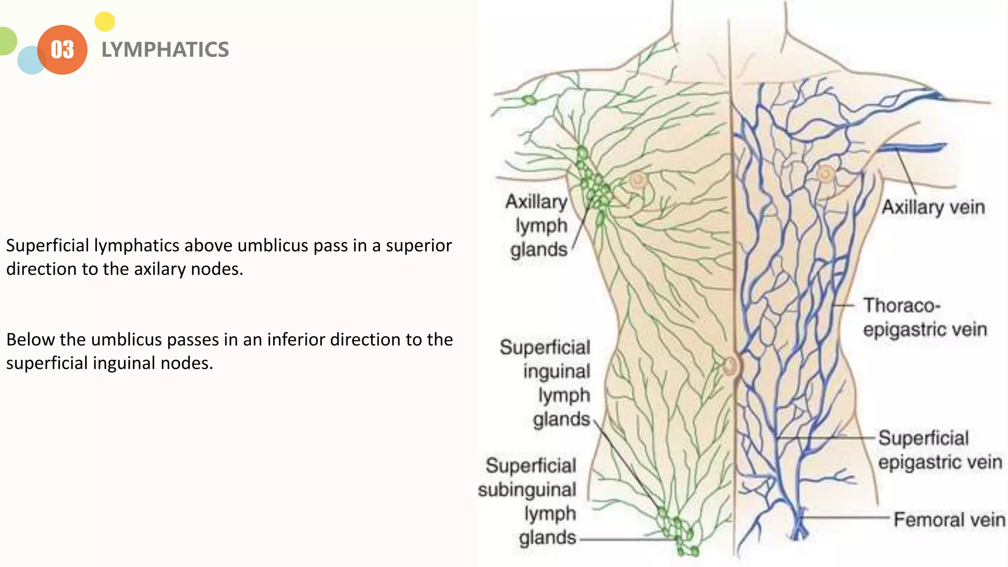 ANTERIOR ABDOMONAL WALL AND INGUINAL REGION.pptx