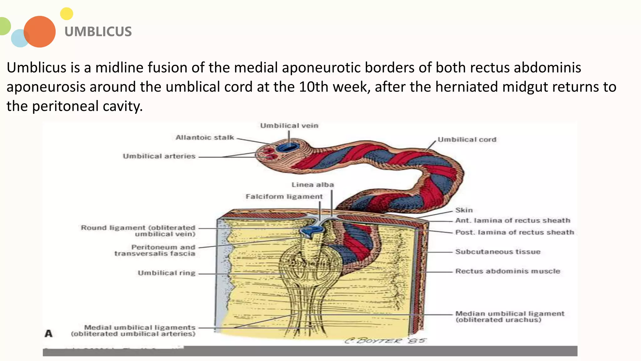ANTERIOR ABDOMONAL WALL AND INGUINAL REGION.pptx
