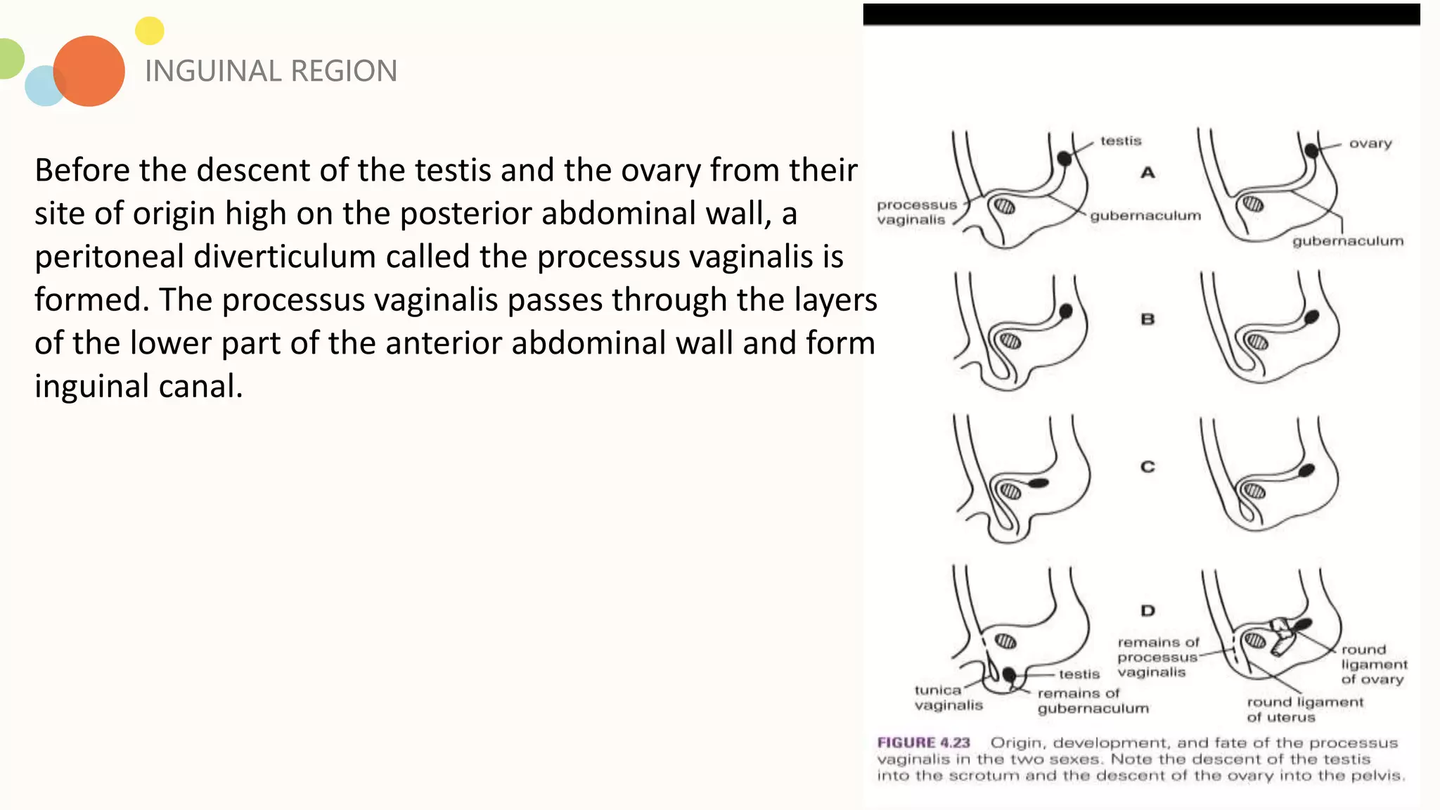 ANTERIOR ABDOMONAL WALL AND INGUINAL REGION.pptx