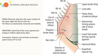ANTERIOR ABDOMONAL WALL AND INGUINAL REGION.pptx