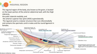 ANTERIOR ABDOMONAL WALL AND INGUINAL REGION.pptx
