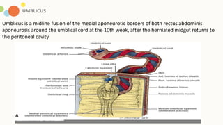 ANTERIOR ABDOMONAL WALL AND INGUINAL REGION.pptx