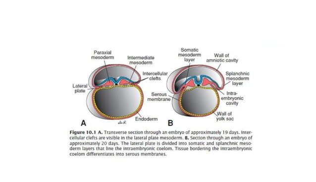 Anterior abd wall defects presentation.pptx