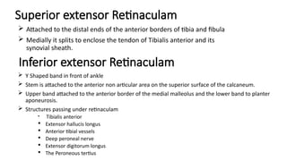 Anterior and Lateral compartment of Leg.pptx