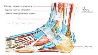 Anterior and Lateral compartment of Leg.pptx