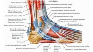 Anterior and Lateral compartment of Leg.pptx