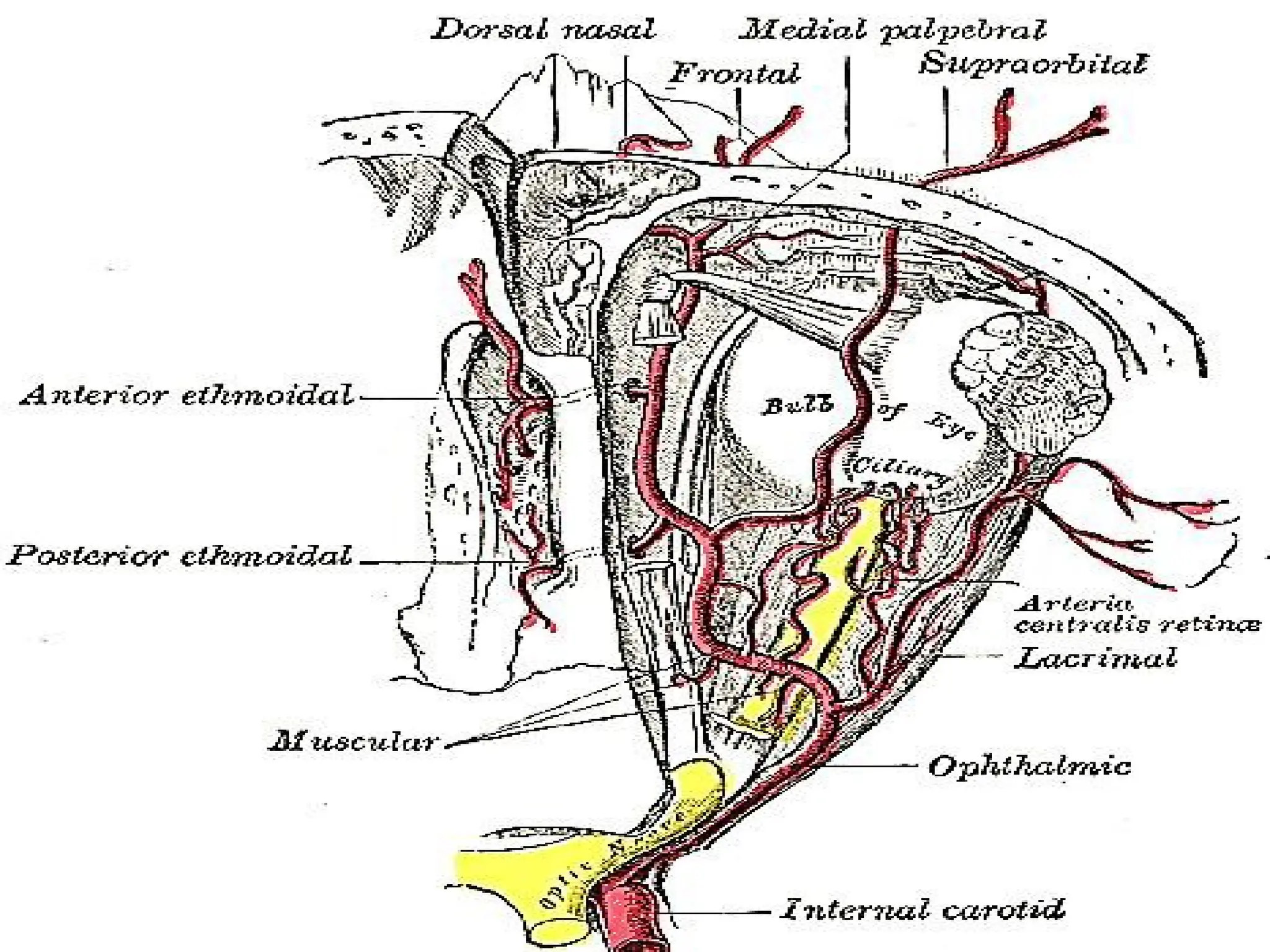 ANTERIOR AND POSTERIOR ETHMOID ARTERIES.pptx