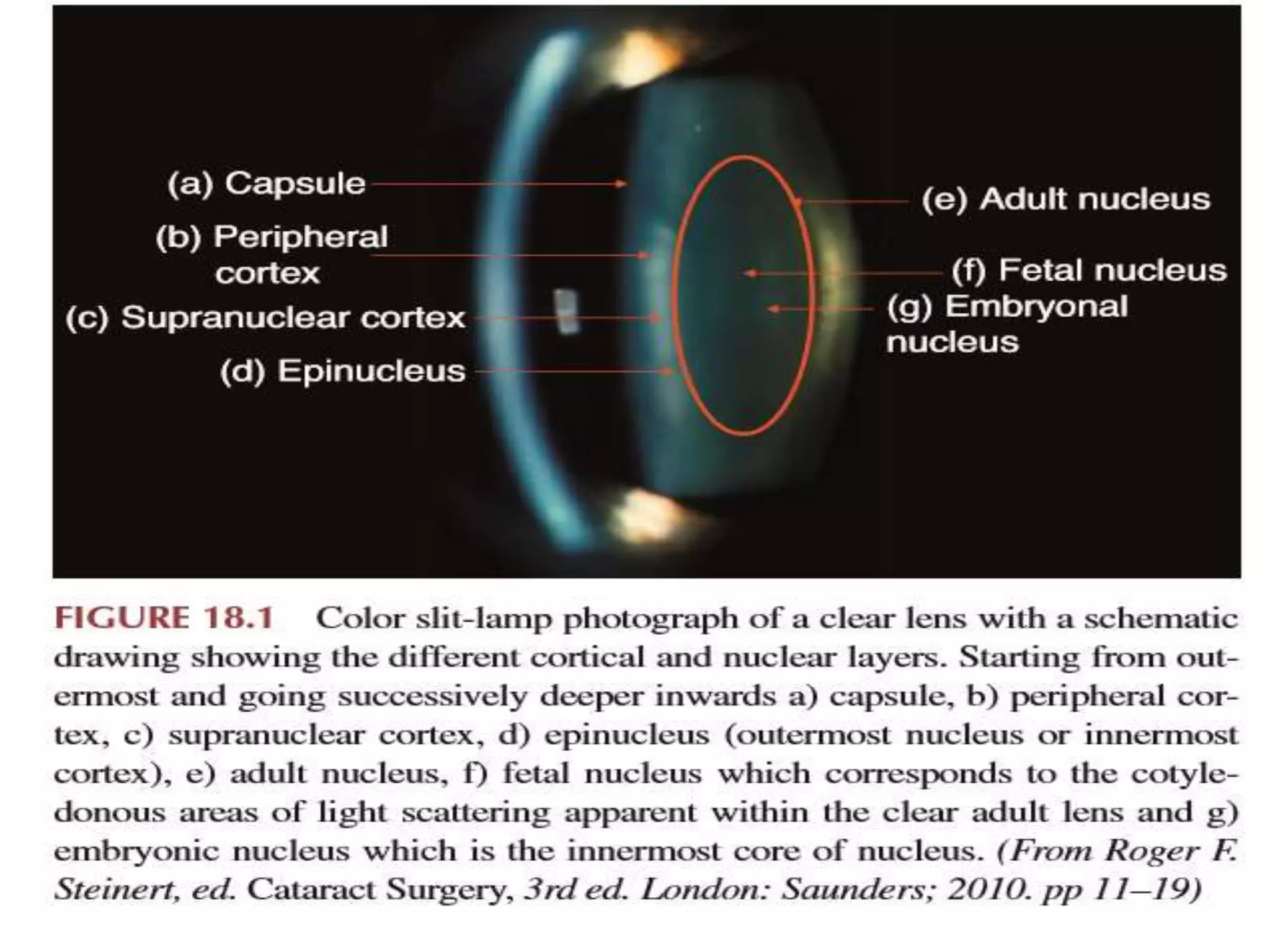 Anterior and posterior segment of eye | PPTX