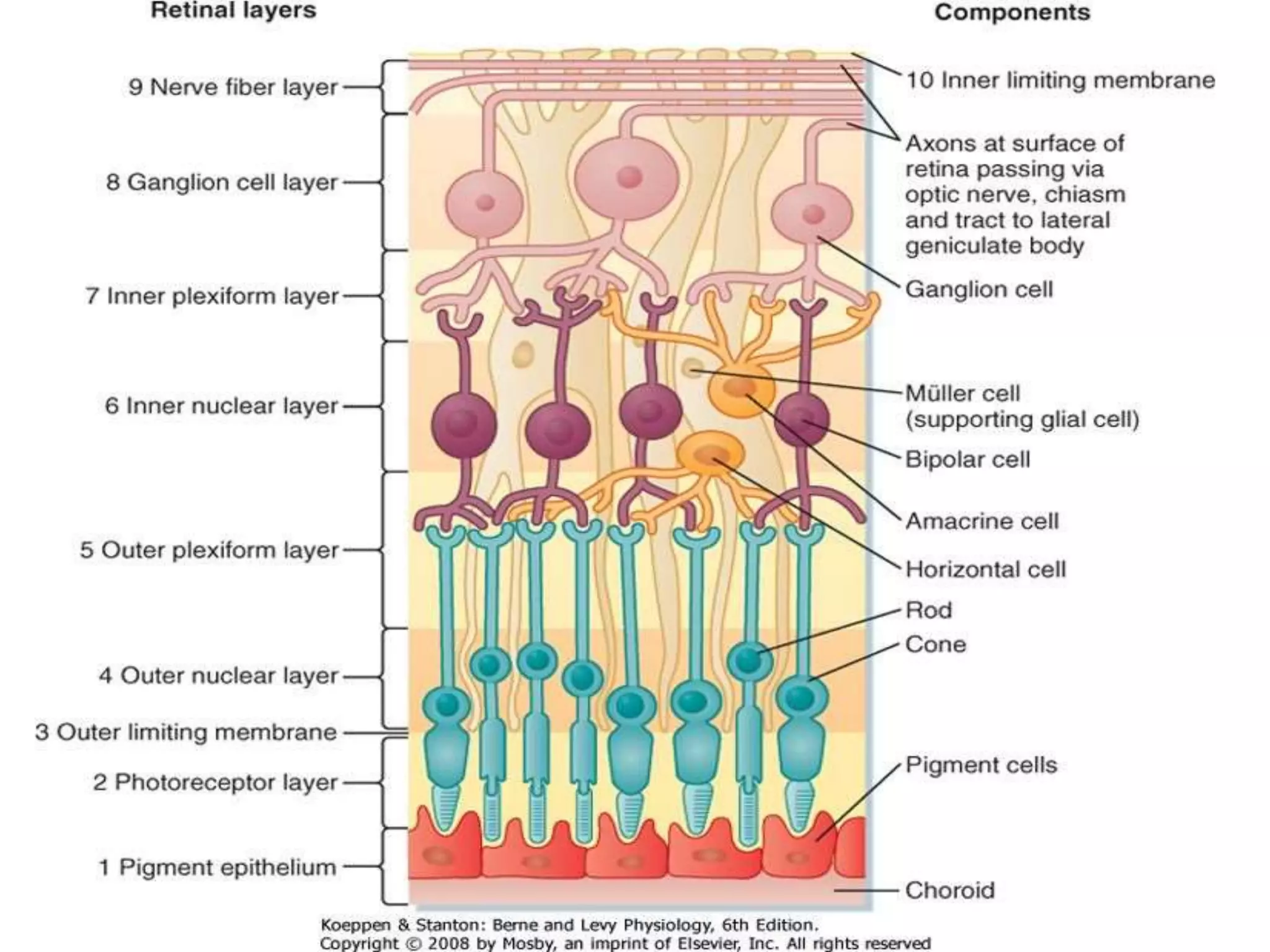 Anterior and posterior segment of eye | PPTX