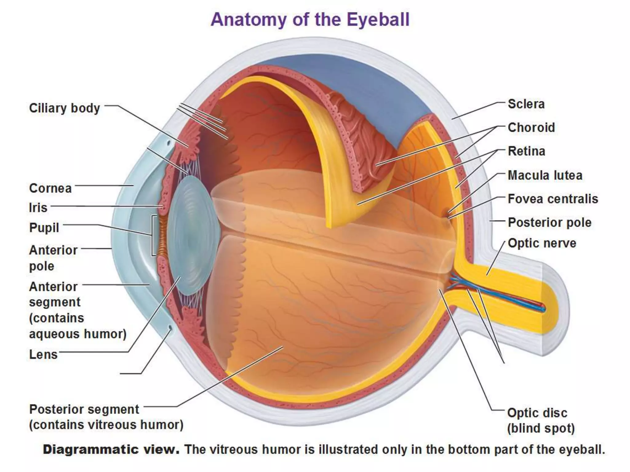 Anterior and posterior segment of eye | PPTX